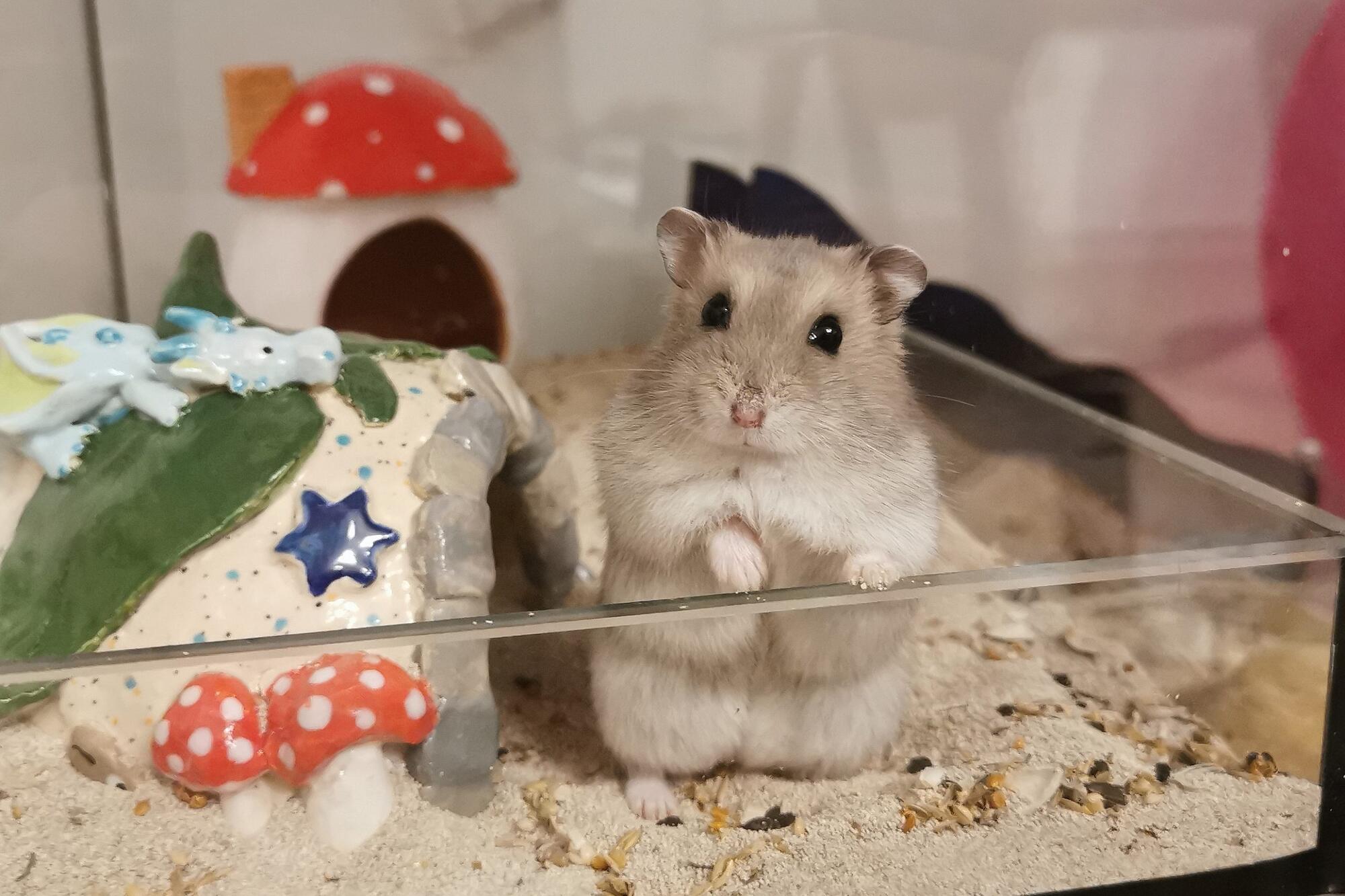Oreo - Hamsterhilfe Österreich