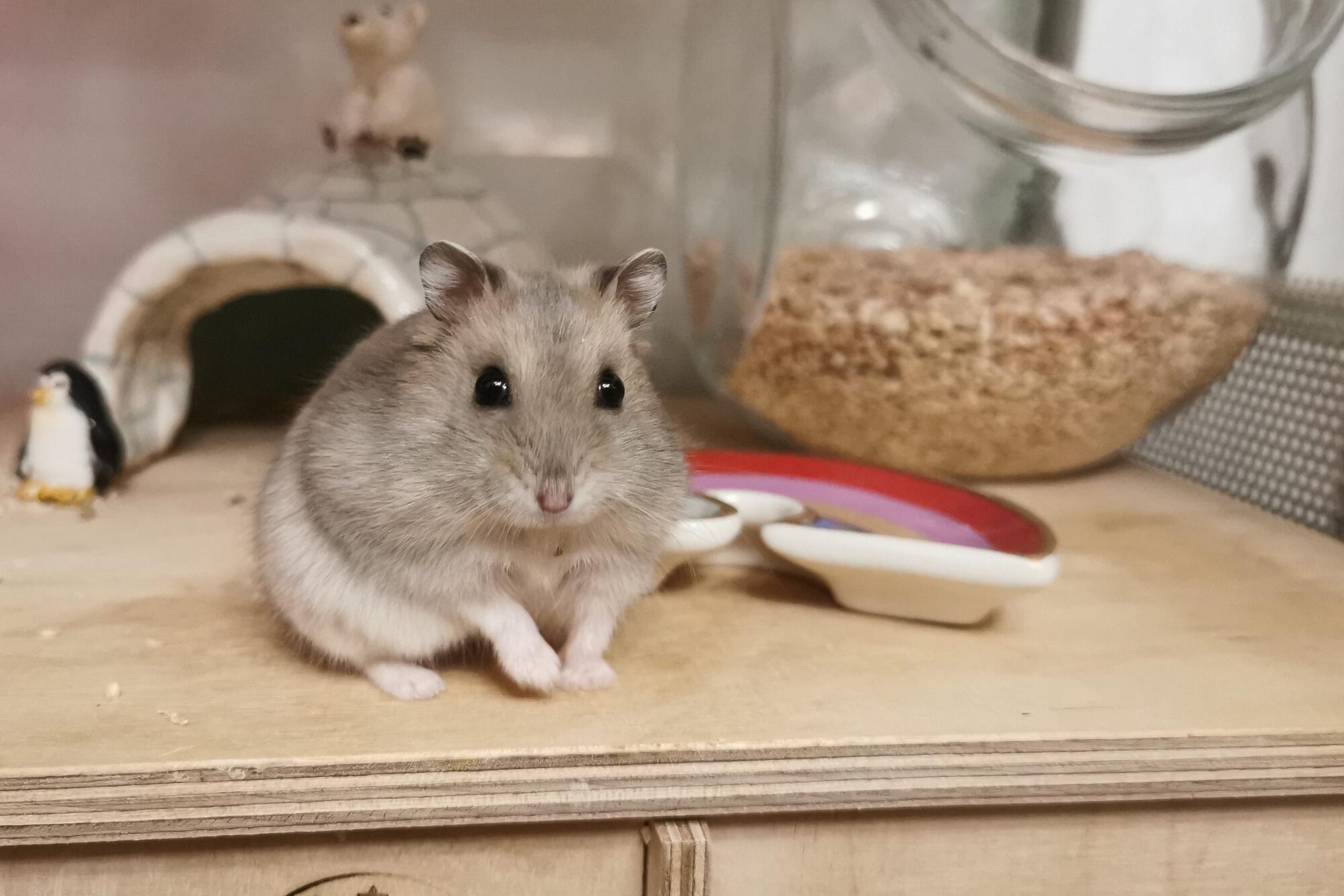 Oreo - Hamsterhilfe Österreich