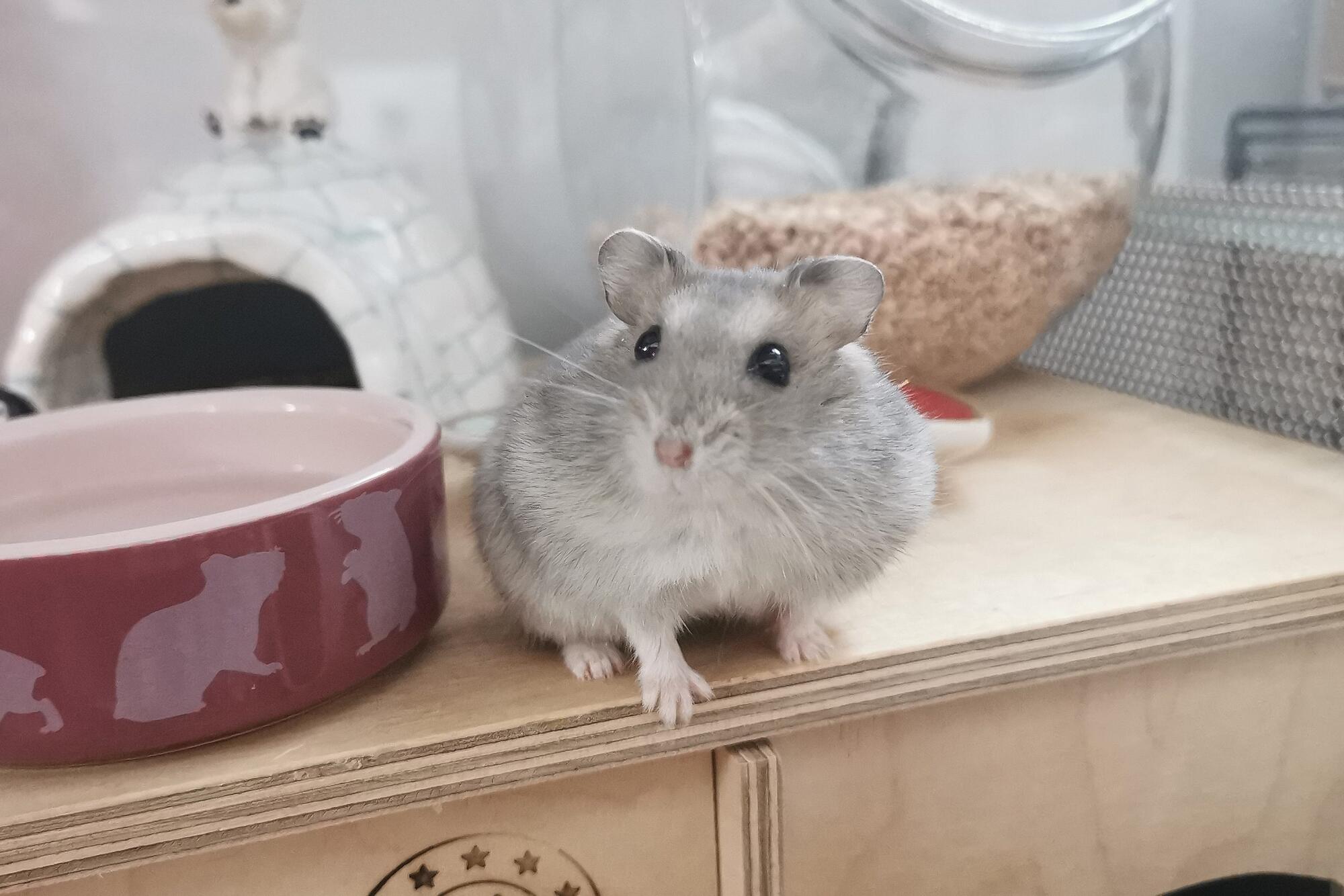 Oreo - Hamsterhilfe Österreich