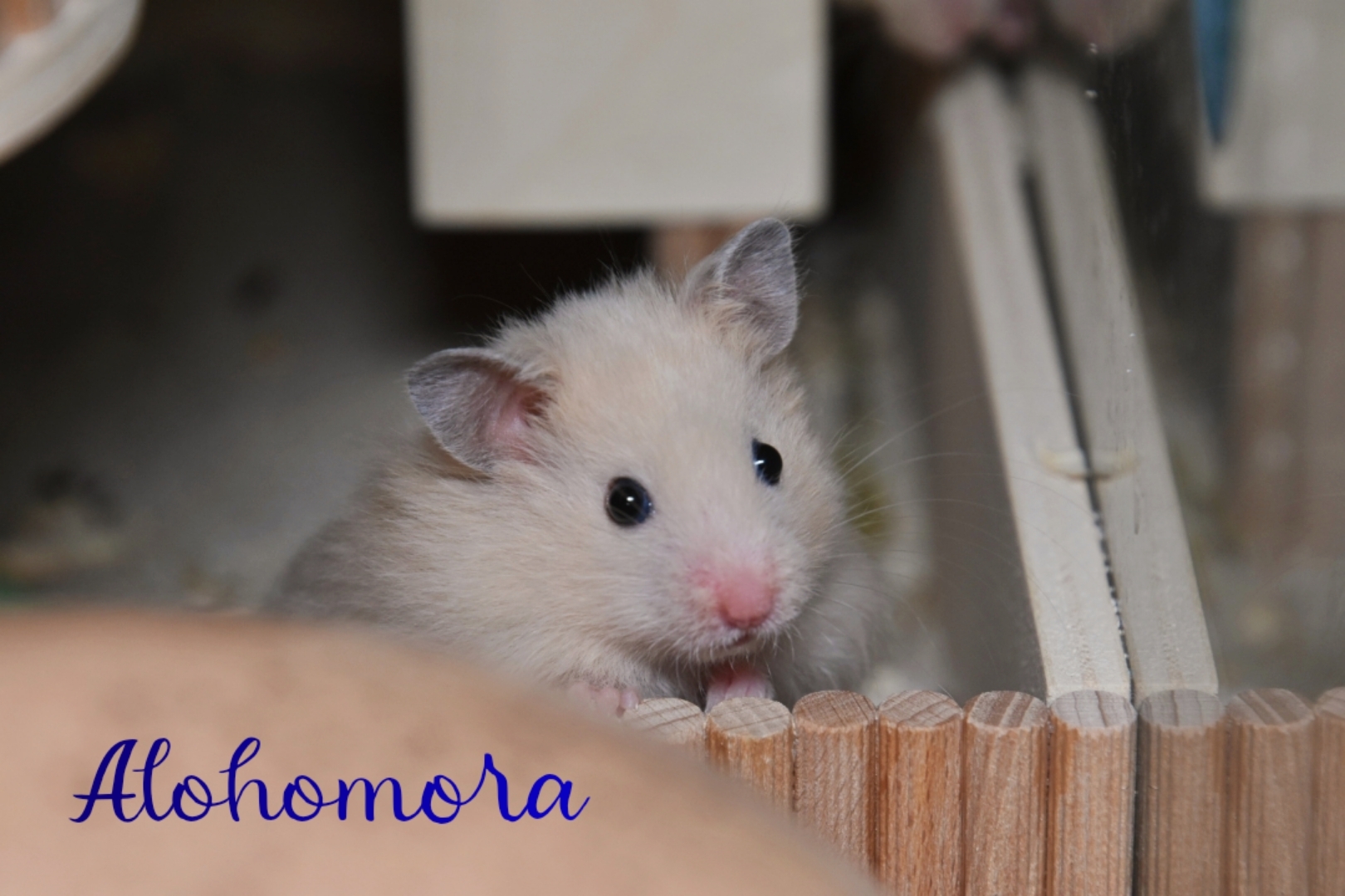 Alohomora - Hamsterhilfe Österreich