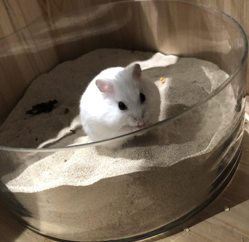 Herbie - Hamsterhilfe Österreich