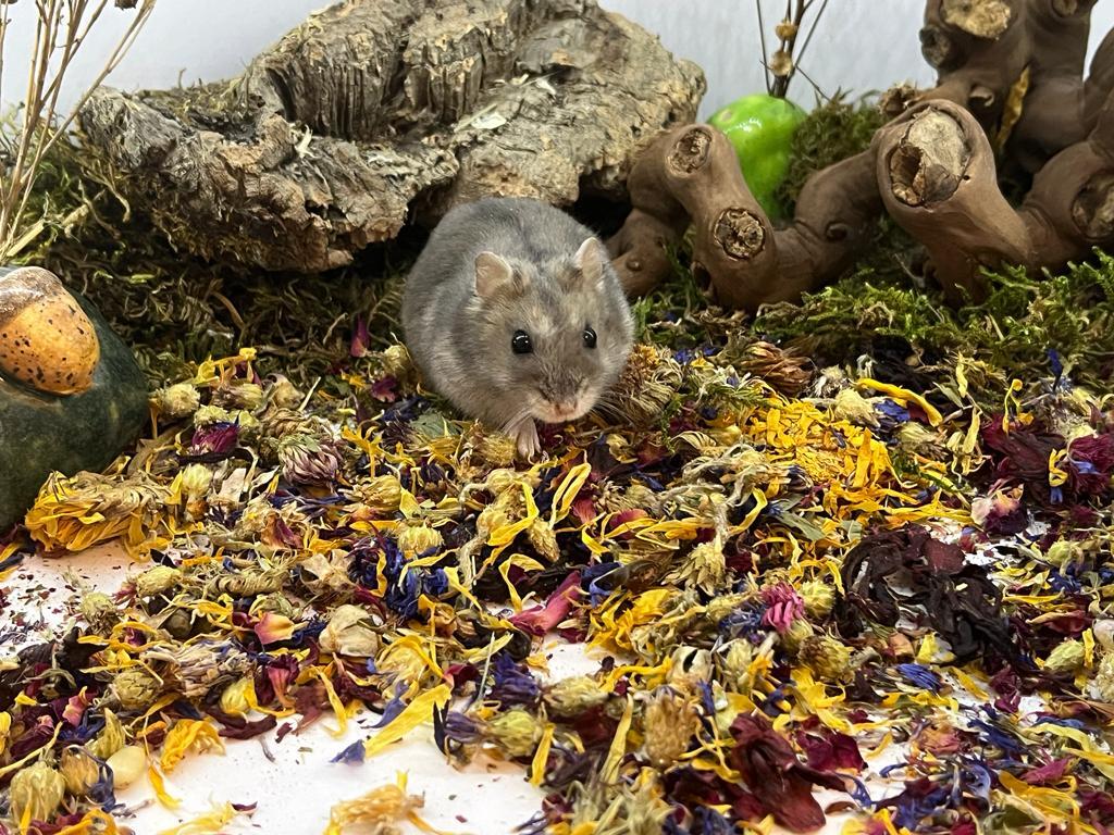 Felix - Hamsterhilfe Österreich