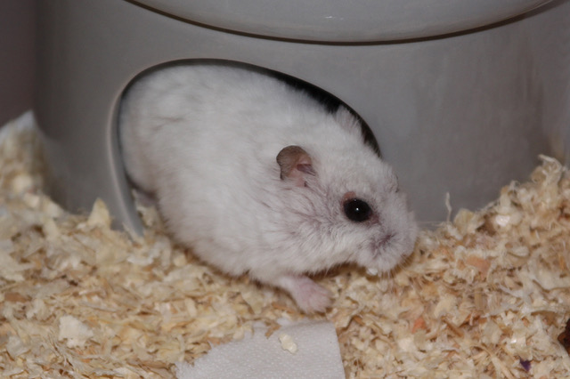 Stella - Hamsterhilfe Österreich