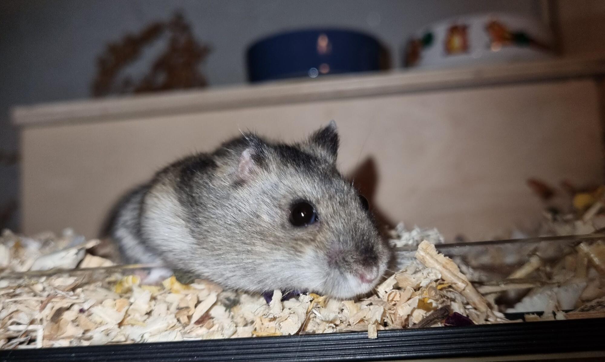 Major Tom - Hamsterhilfe Österreich
