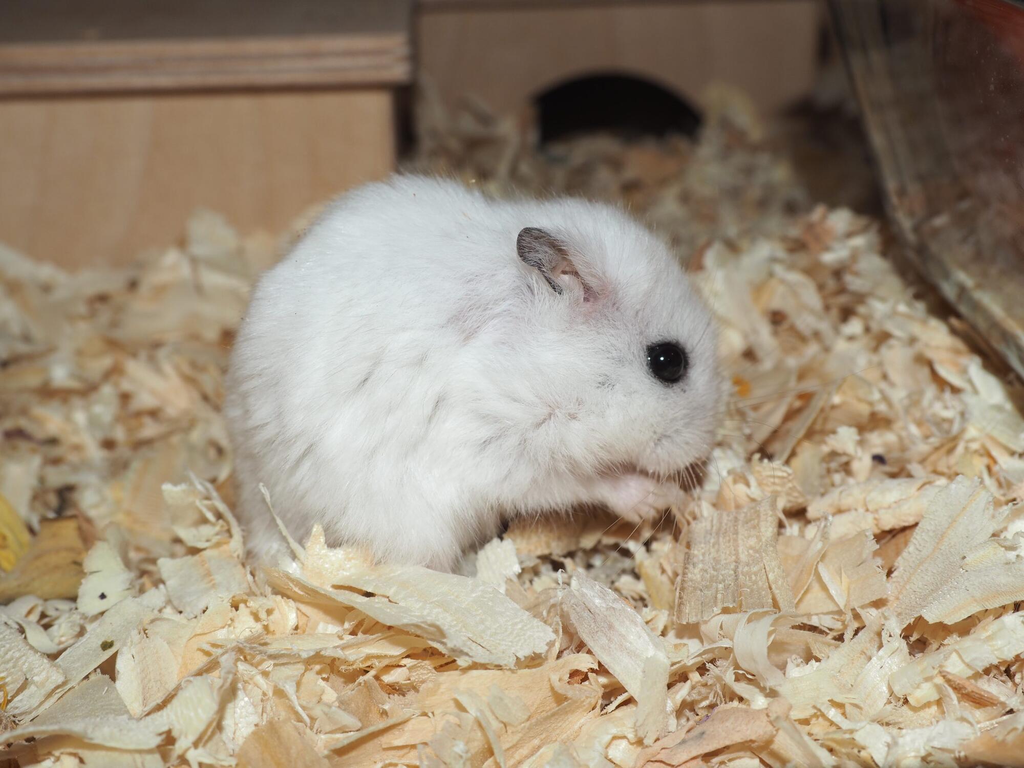 Hope - Hamsterhilfe Österreich