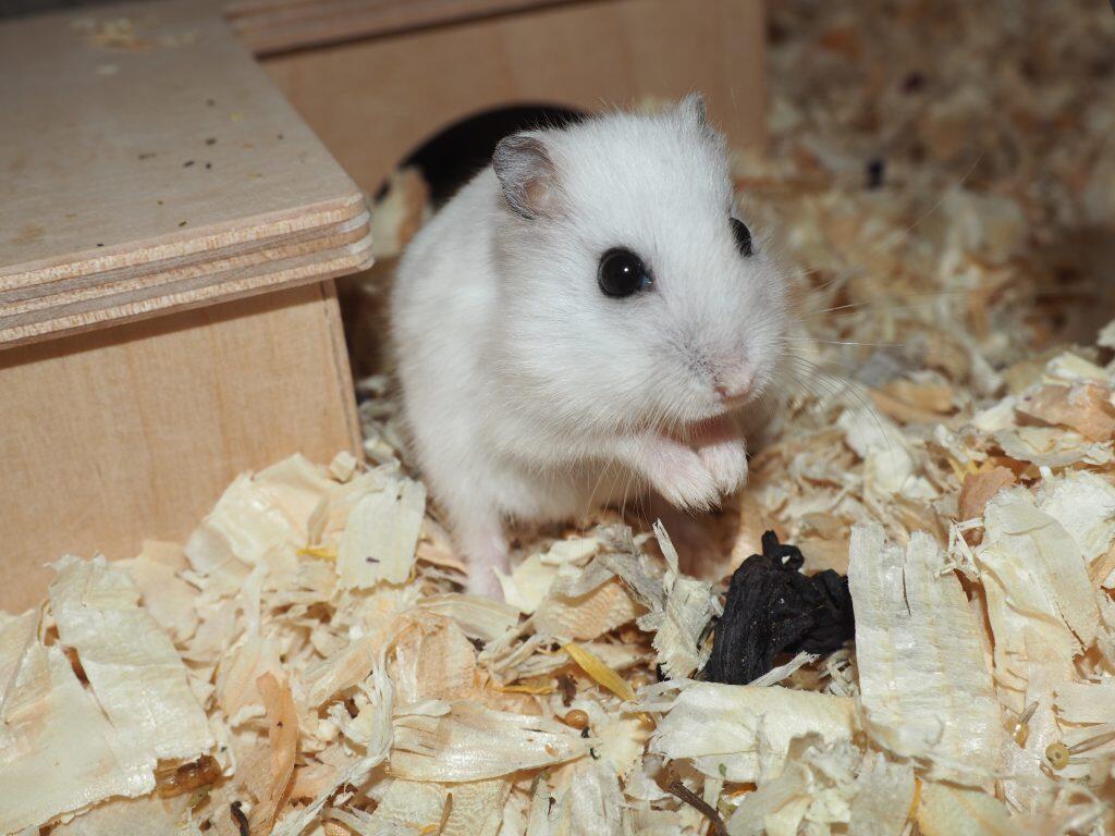 Hope - Hamsterhilfe Österreich