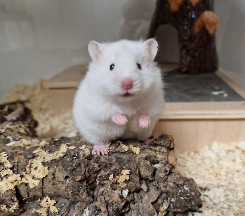 Makaio - Hamsterhilfe Österreich