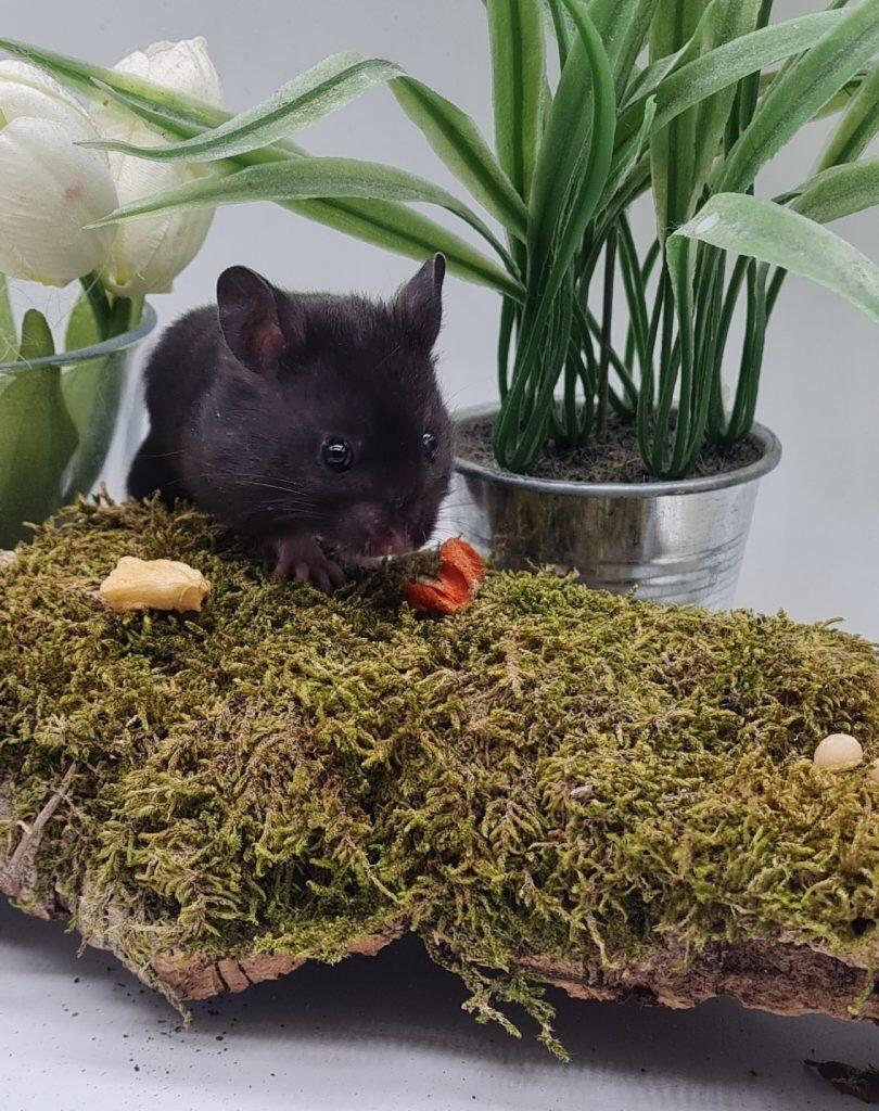 Hope - Hamsterhilfe Österreich