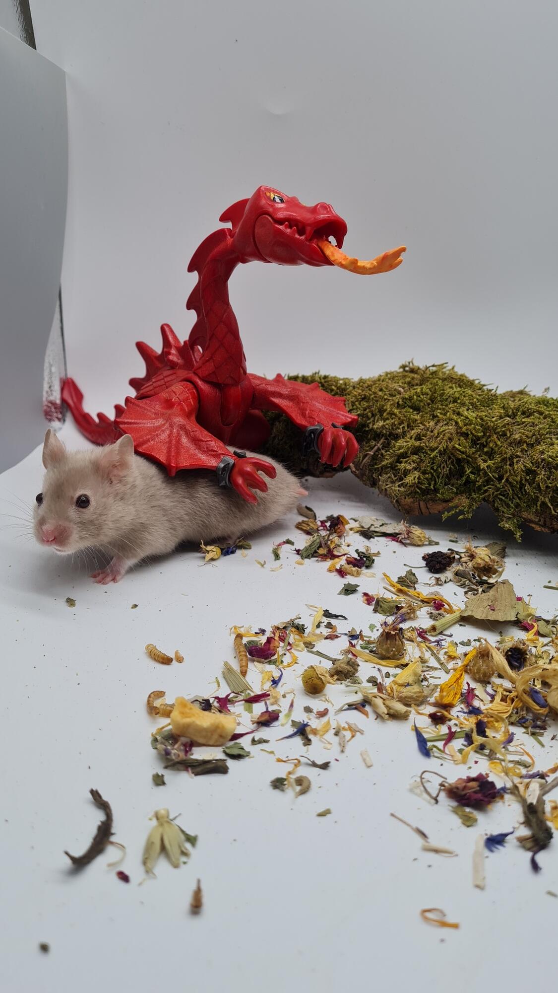 Spike - Hamsterhilfe Österreich
