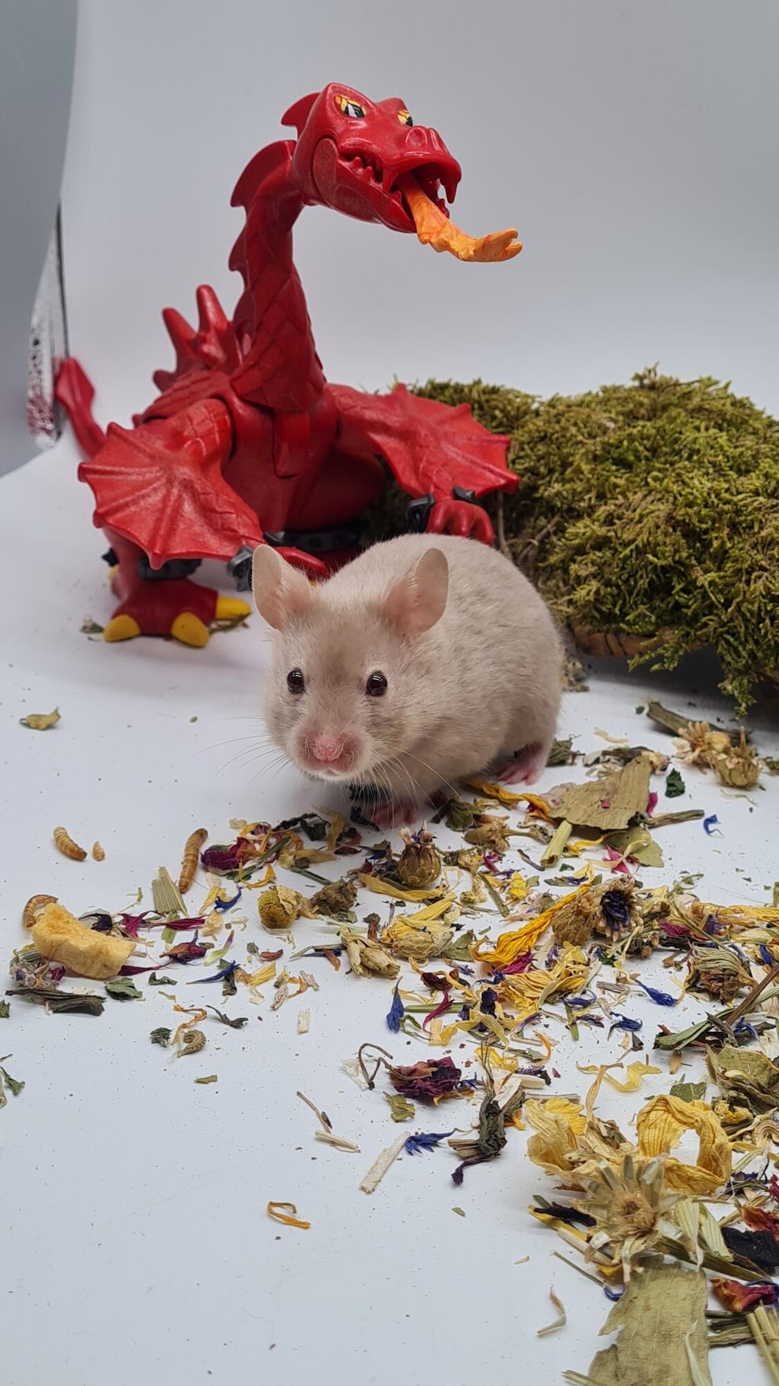 Spike - Hamsterhilfe Österreich