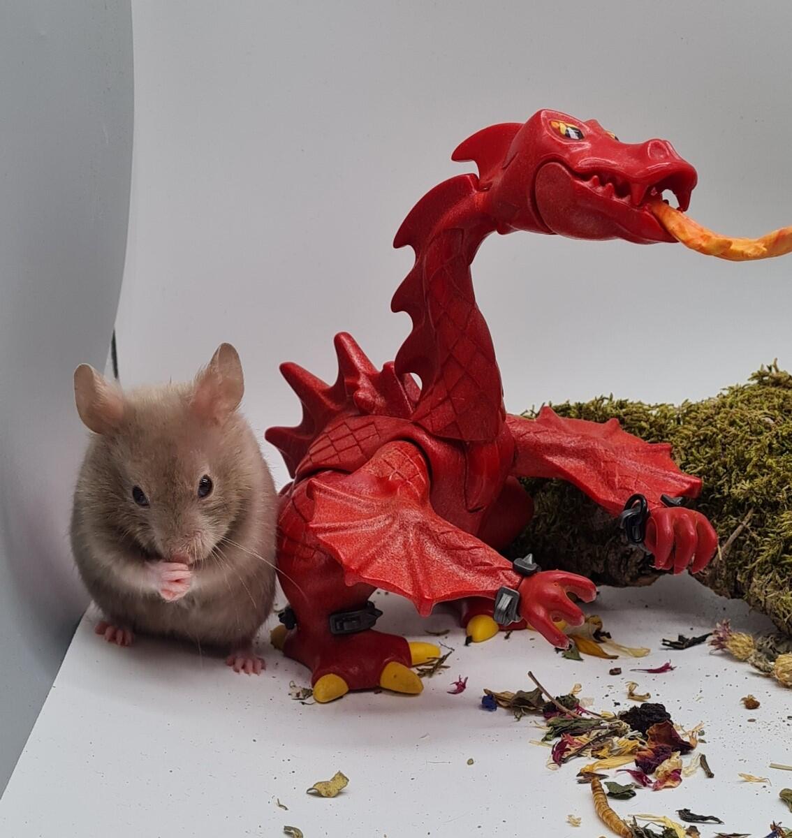 Spike - Hamsterhilfe Österreich