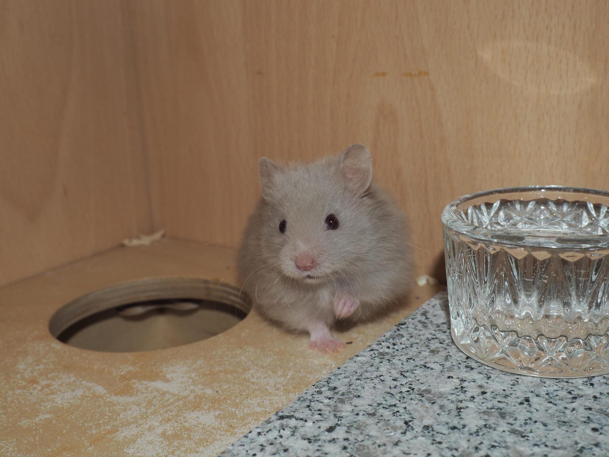 Ryan - Hamsterhilfe Österreich