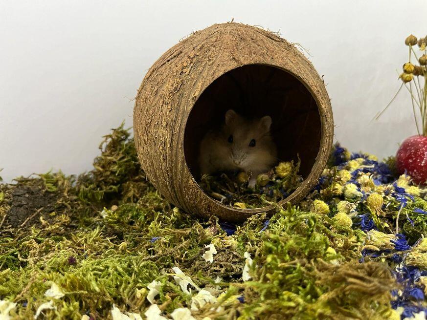 Mango - Hamsterhilfe Österreich