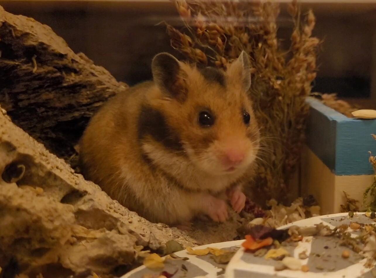 Princess - Hamsterhilfe Österreich