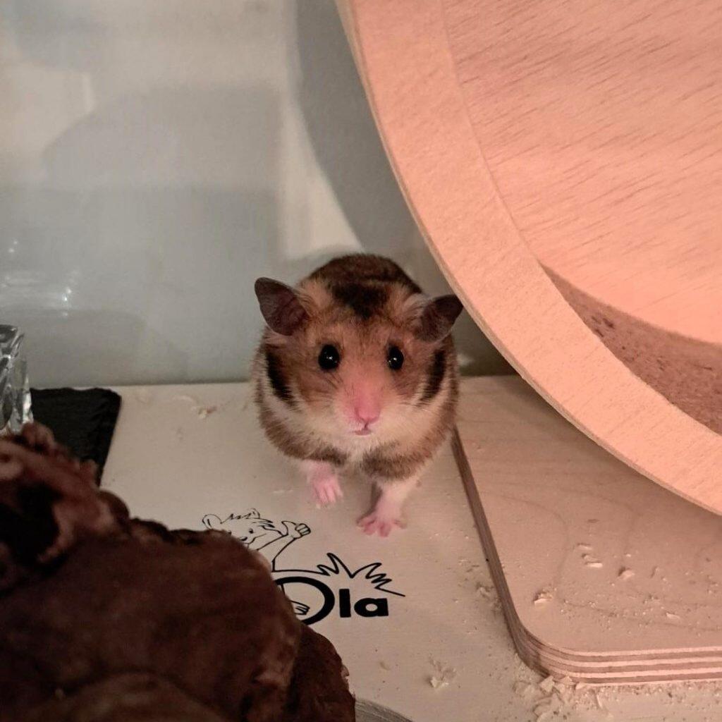 Chewy - Hamsterhilfe Österreich