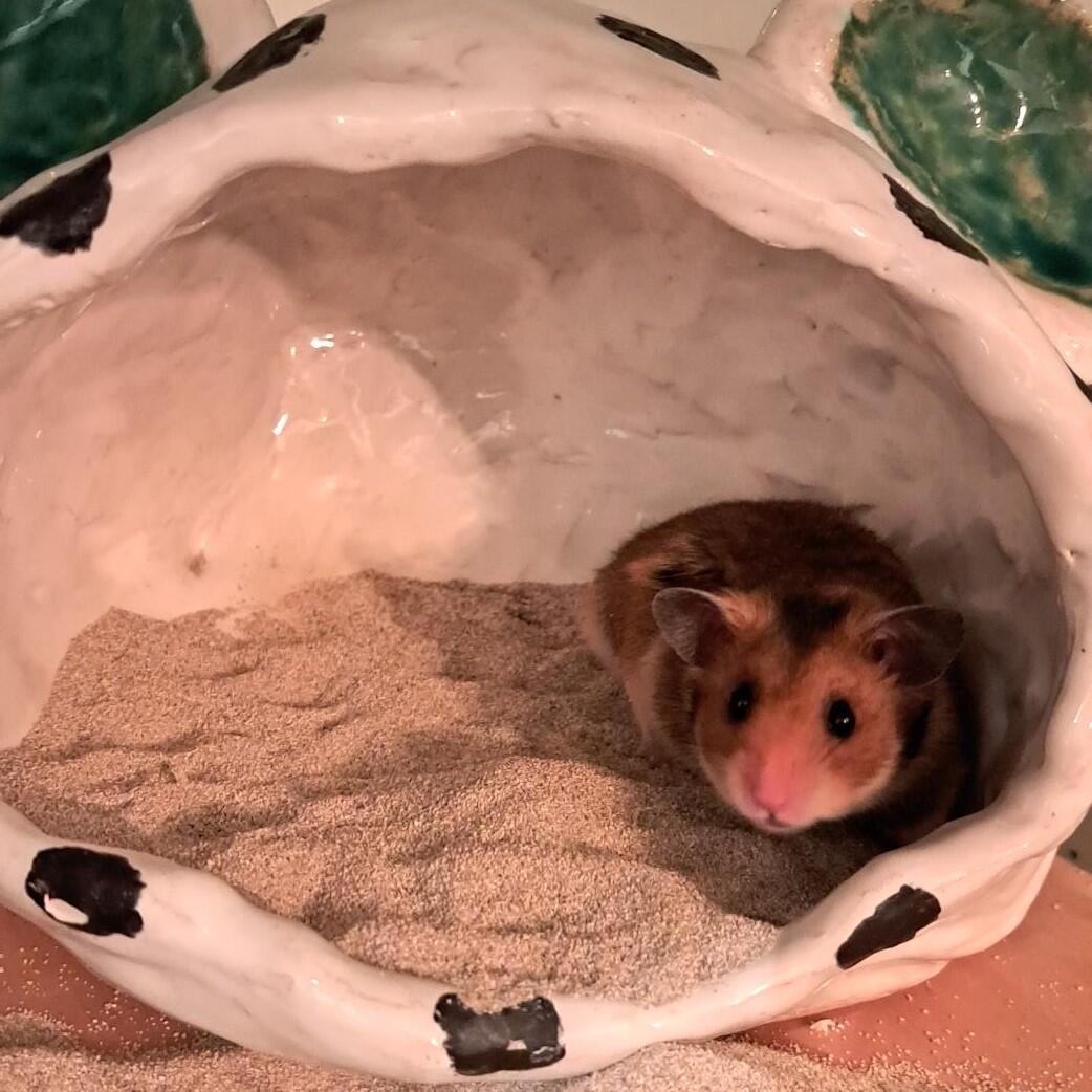 Chewy - Hamsterhilfe Österreich