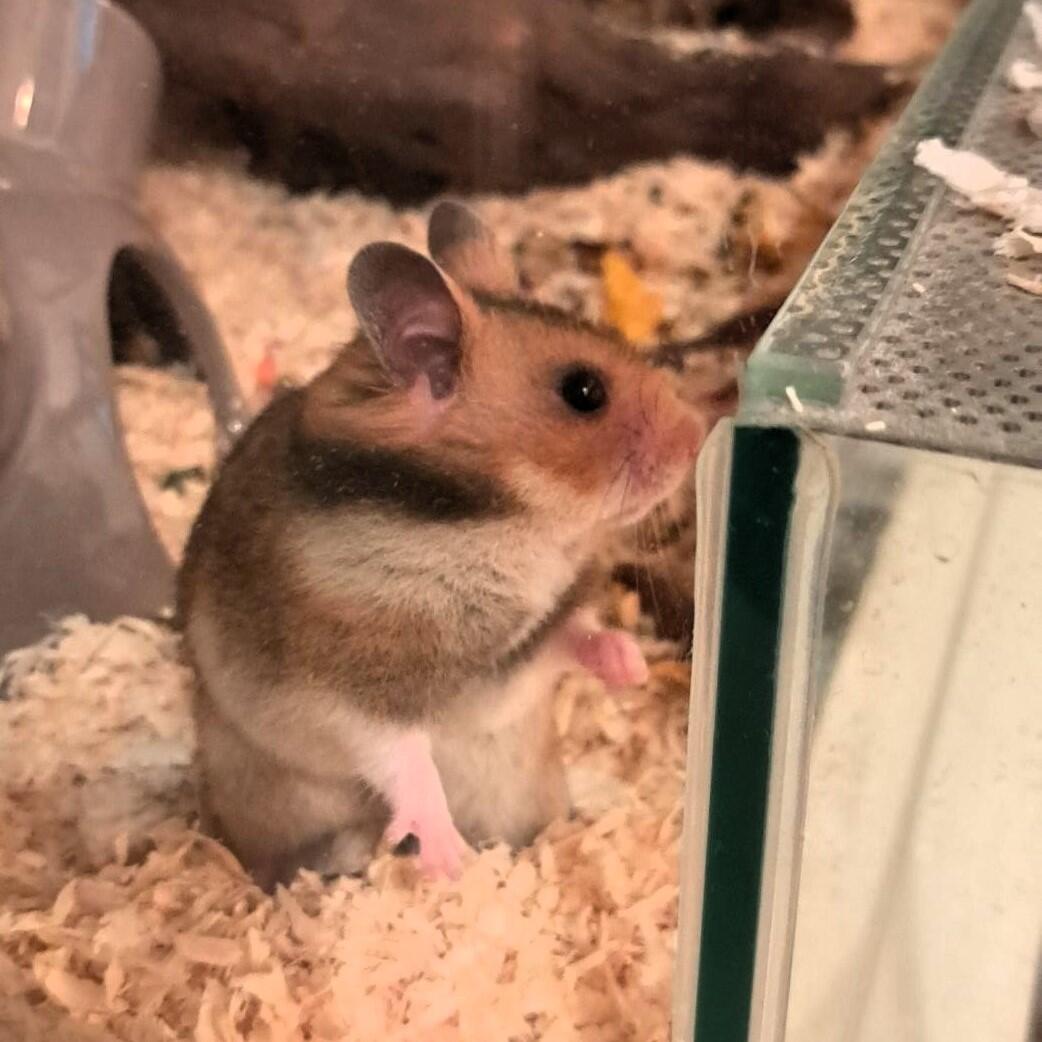 Chewy - Hamsterhilfe Österreich