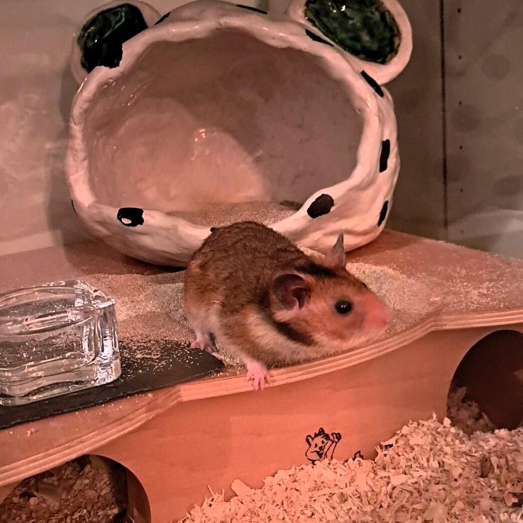 Chewy - Hamsterhilfe Österreich
