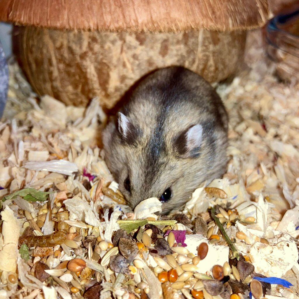 Dineth - Hamsterhilfe Österreich