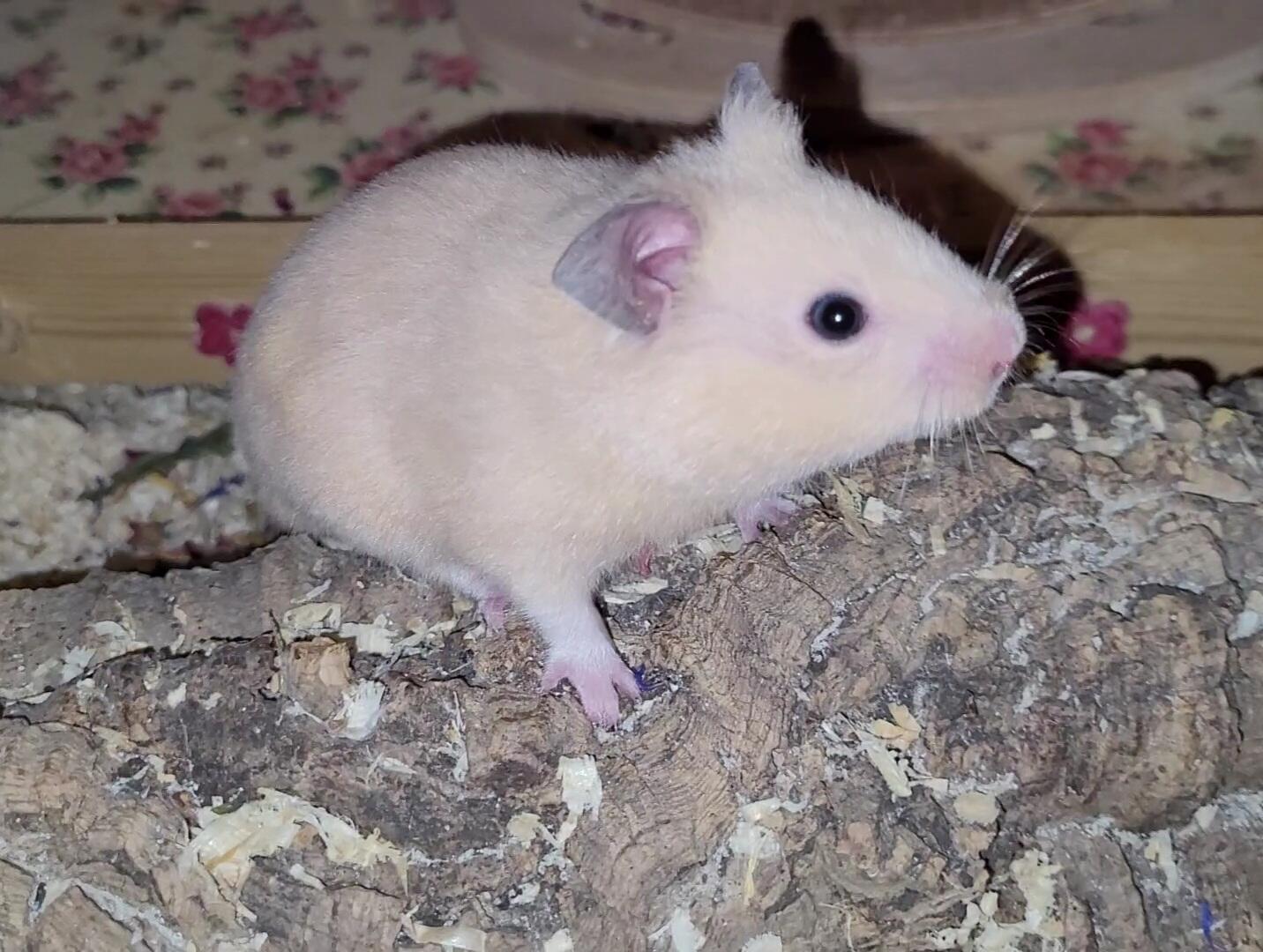 Arkani - Hamsterhilfe Österreich