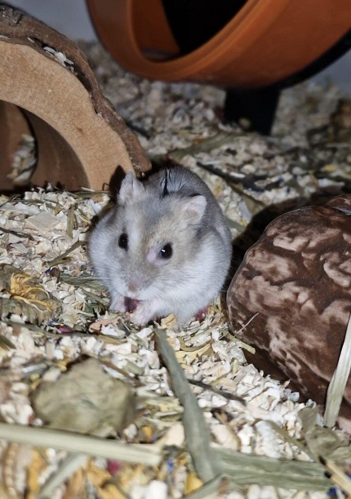 Mimi - Hamsterhilfe Österreich