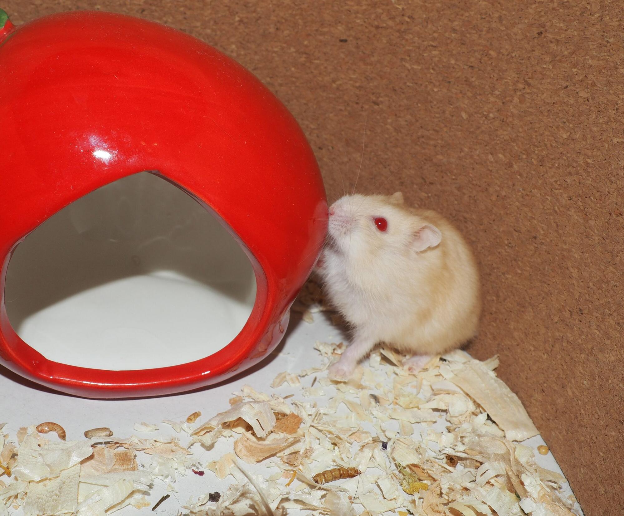 JD - Hamsterhilfe Österreich