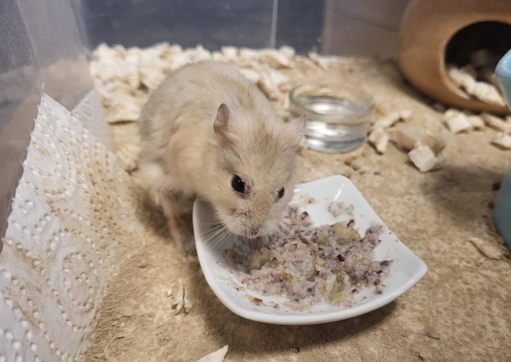 Captain - Hamsterhilfe Österreich