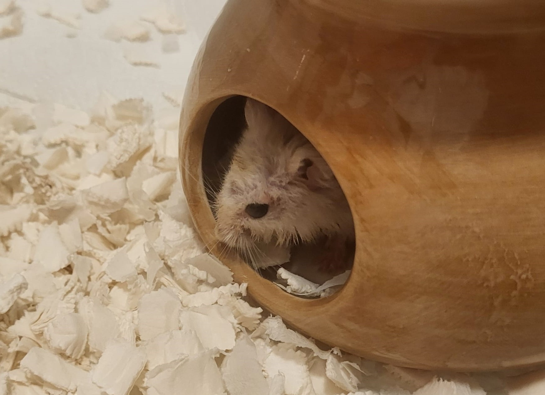 Captain - Hamsterhilfe Österreich