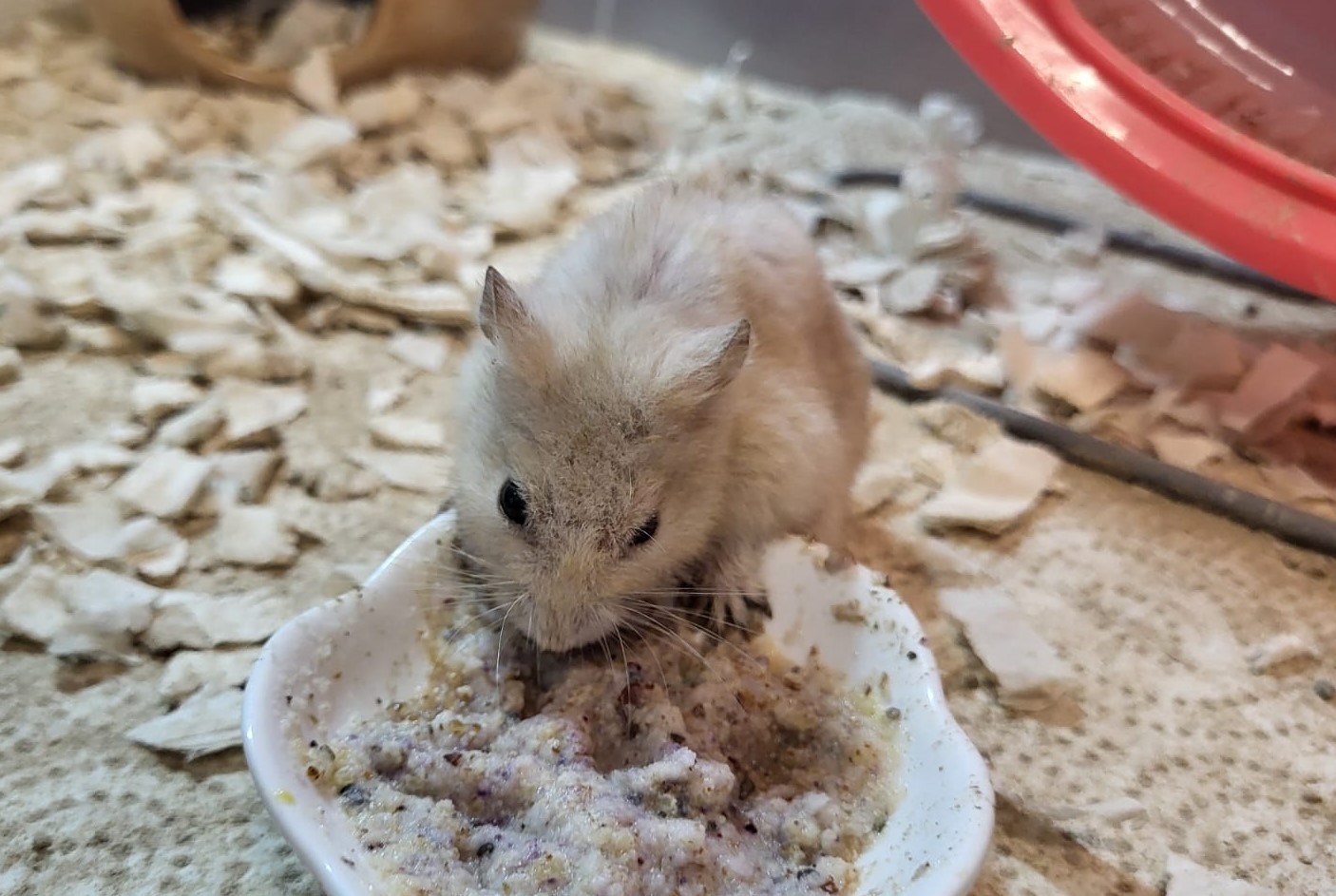 Captain - Hamsterhilfe Österreich