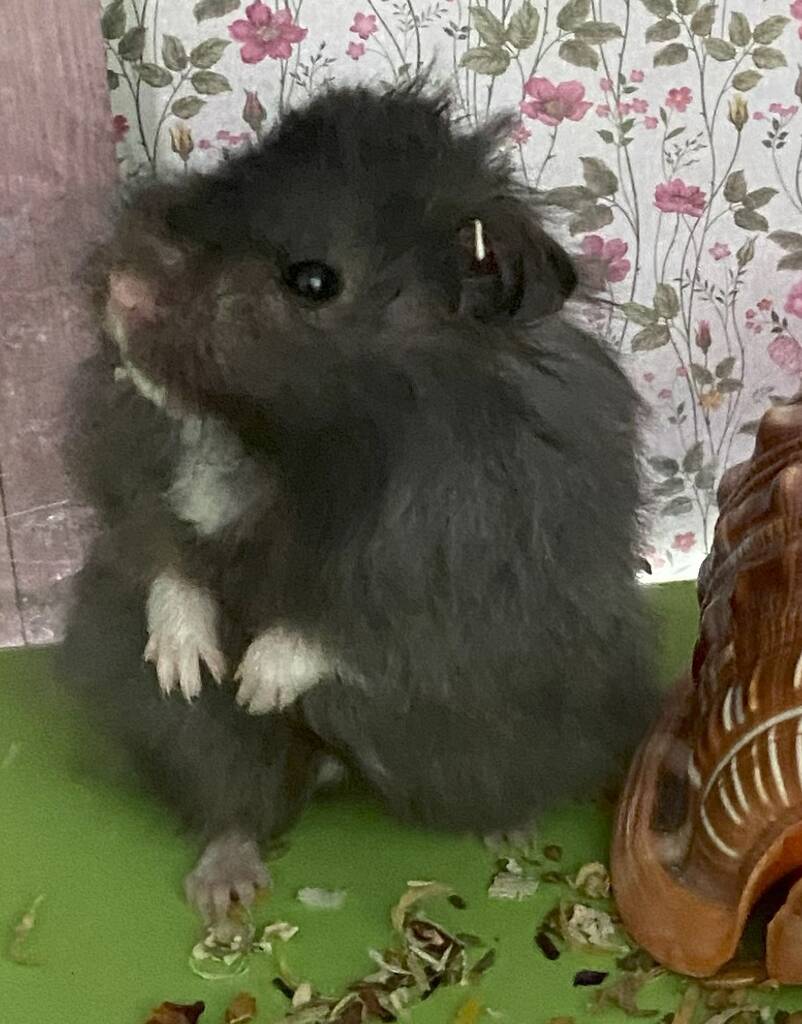 Smokey - Hamsterhilfe Österreich