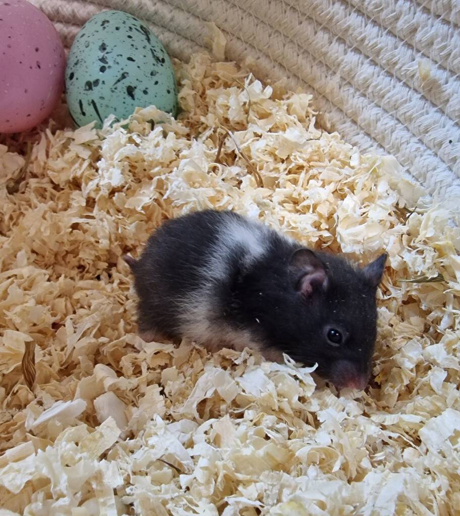 Yoru - Hamsterhilfe Österreich