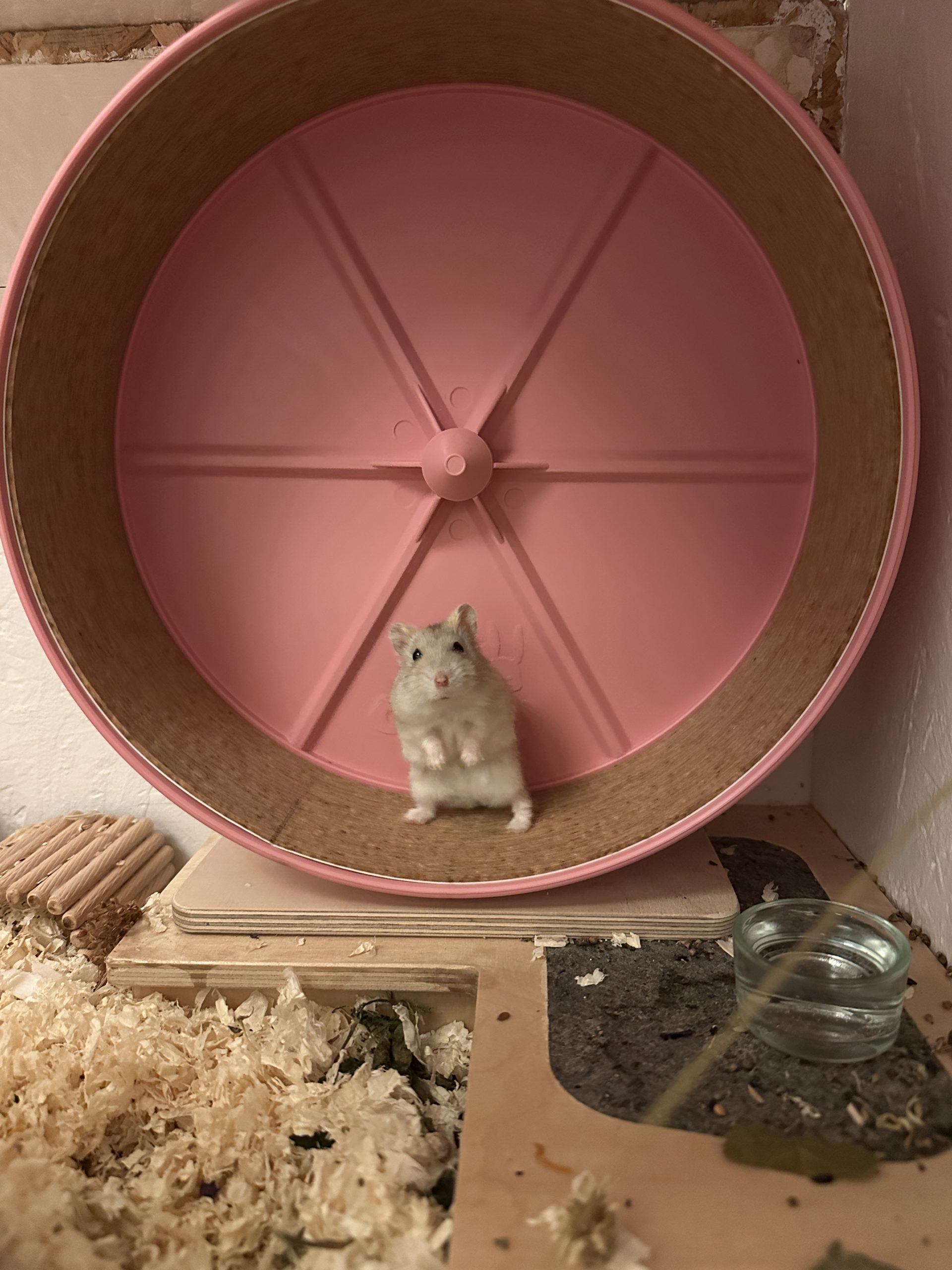 Fridolin - Hamsterhilfe Österreich