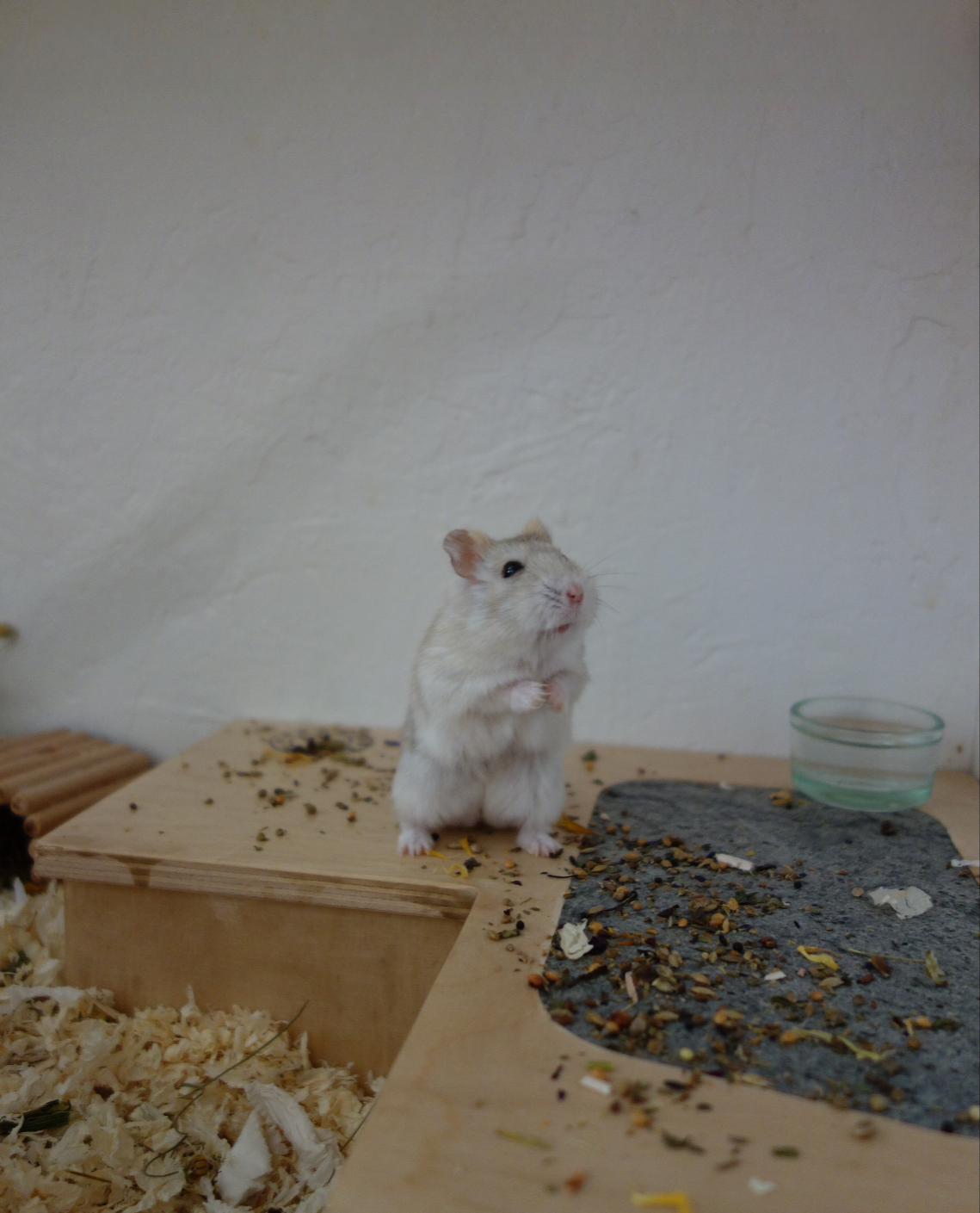 Fridolin - Hamsterhilfe Österreich