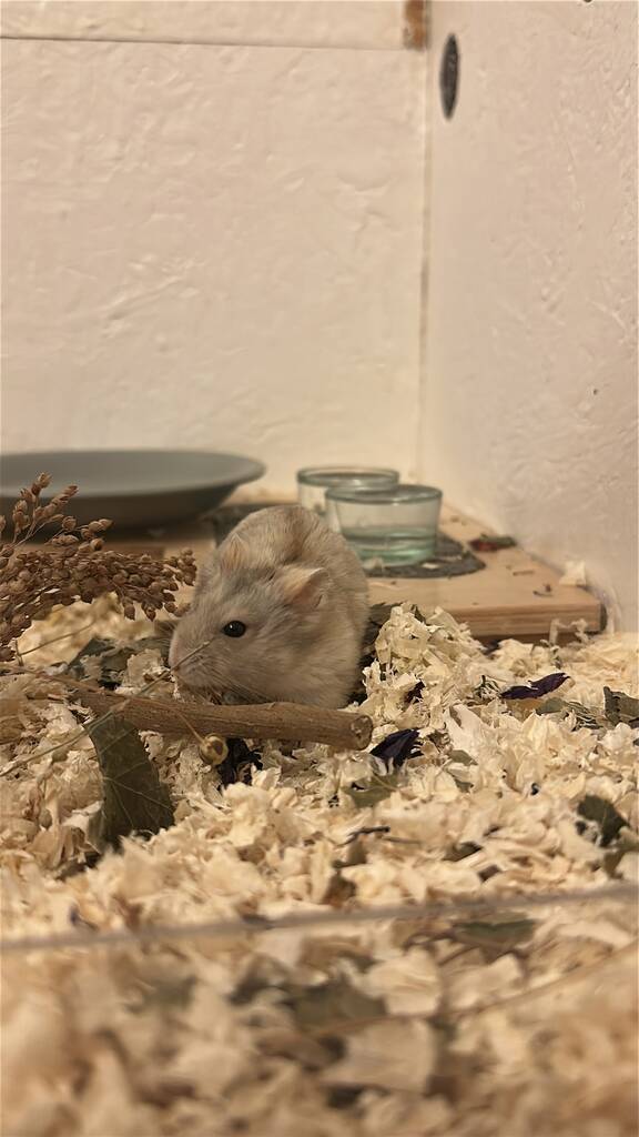 Fridolin - Hamsterhilfe Österreich