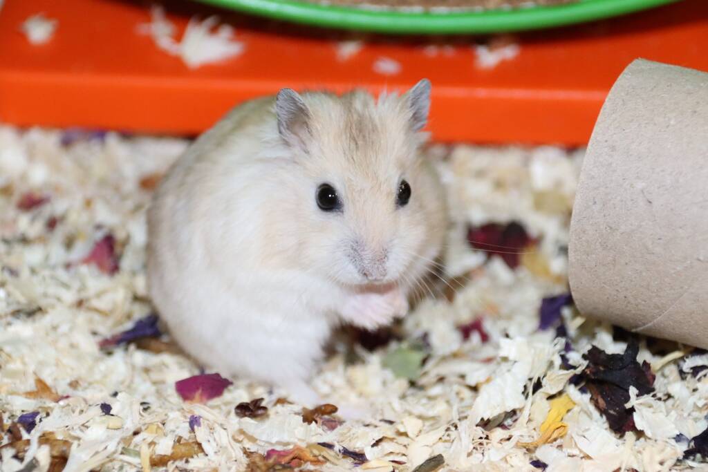 Ms. Graham - Hamsterhilfe Österreich