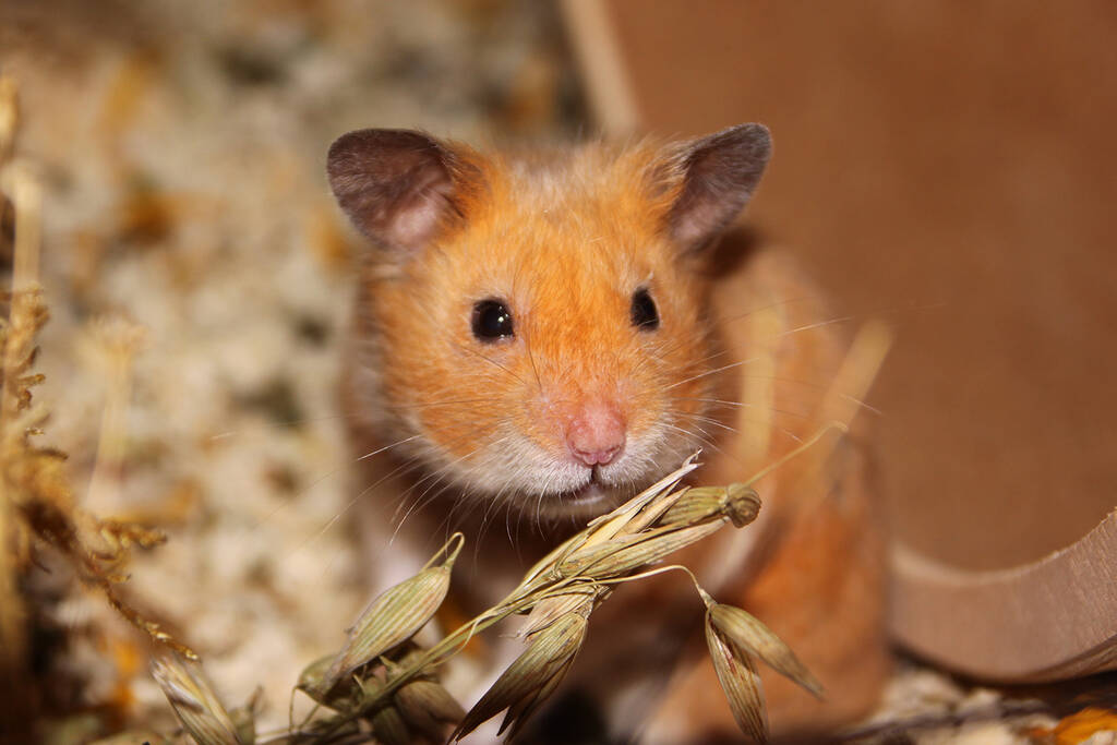 Haribo - Hamsterhilfe Österreich