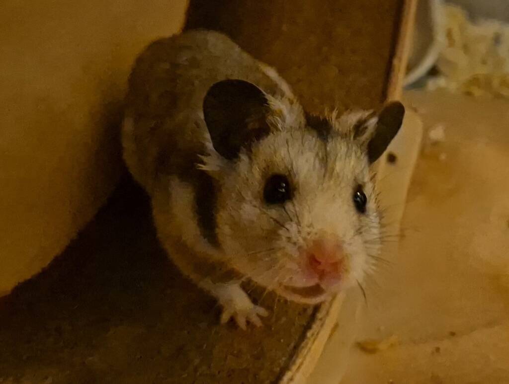 Wizard - Hamsterhilfe Österreich