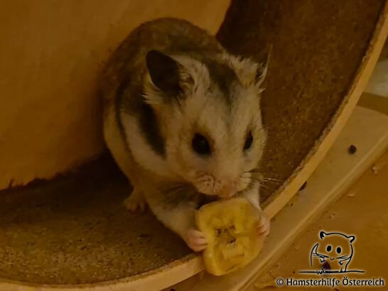 Wizard - Hamsterhilfe Österreich