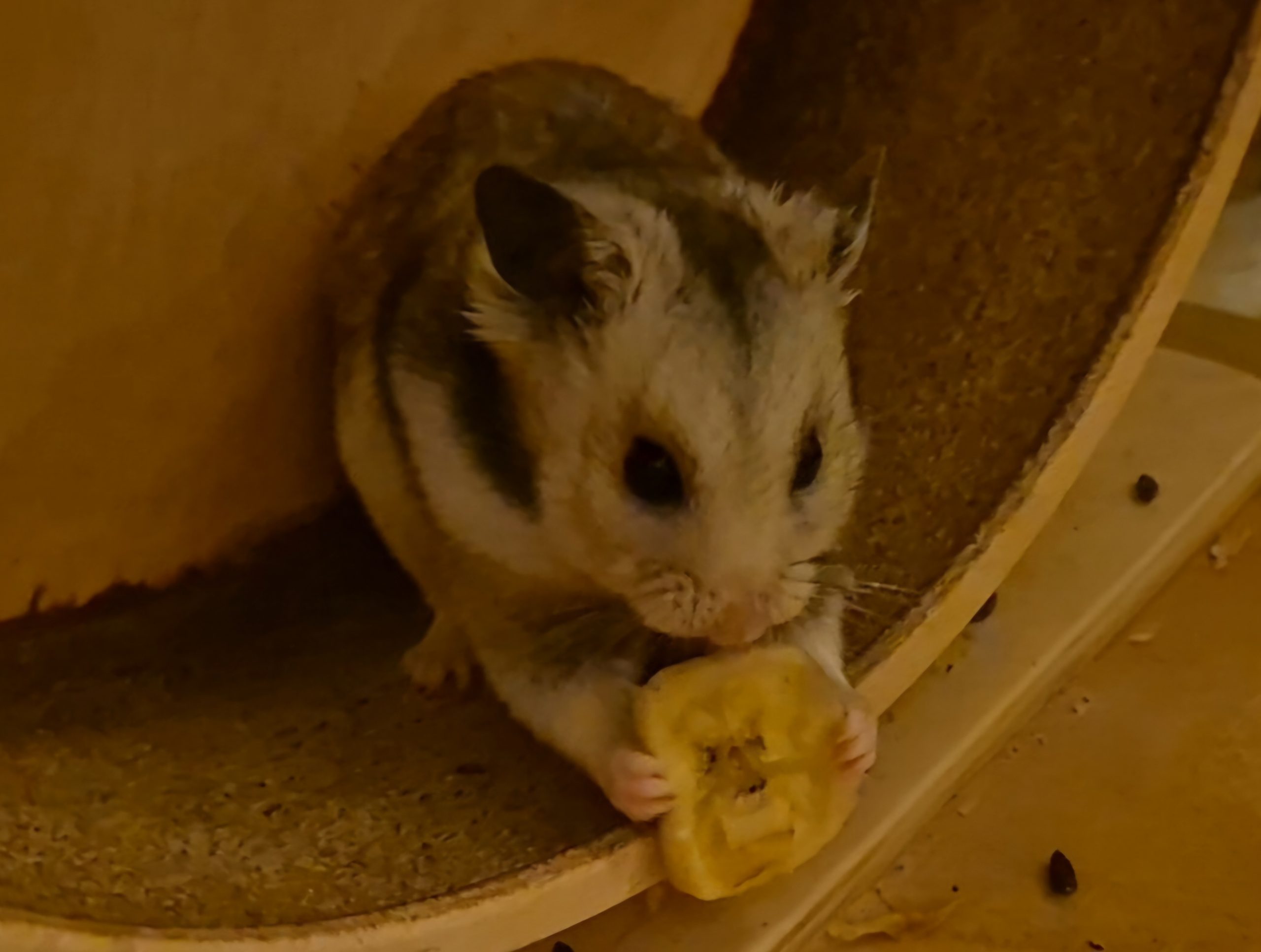 Wizard - Hamsterhilfe Österreich