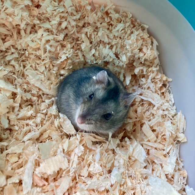 Mariechen - Hamsterhilfe Österreich