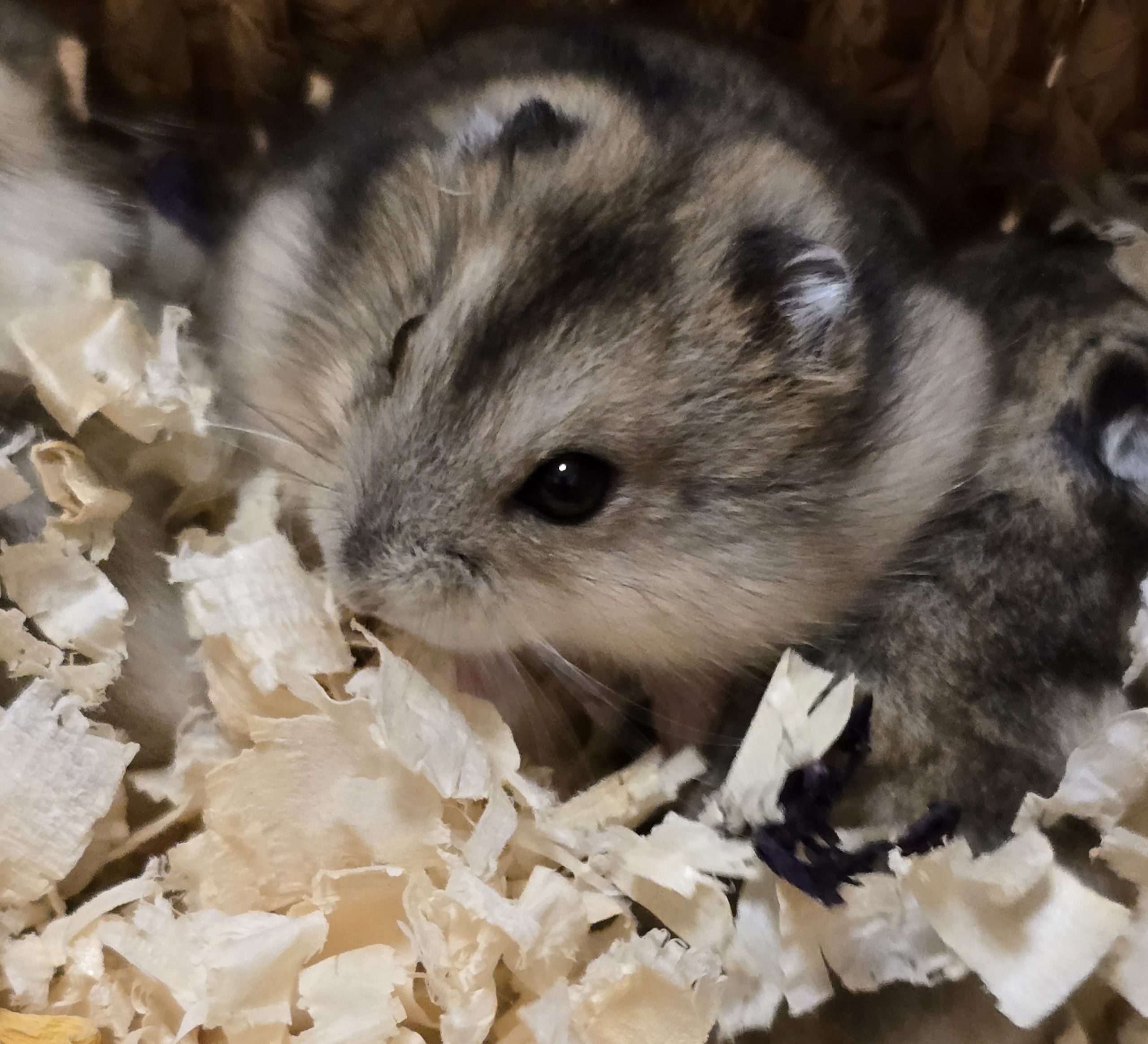 Sam - Hamsterhilfe Österreich