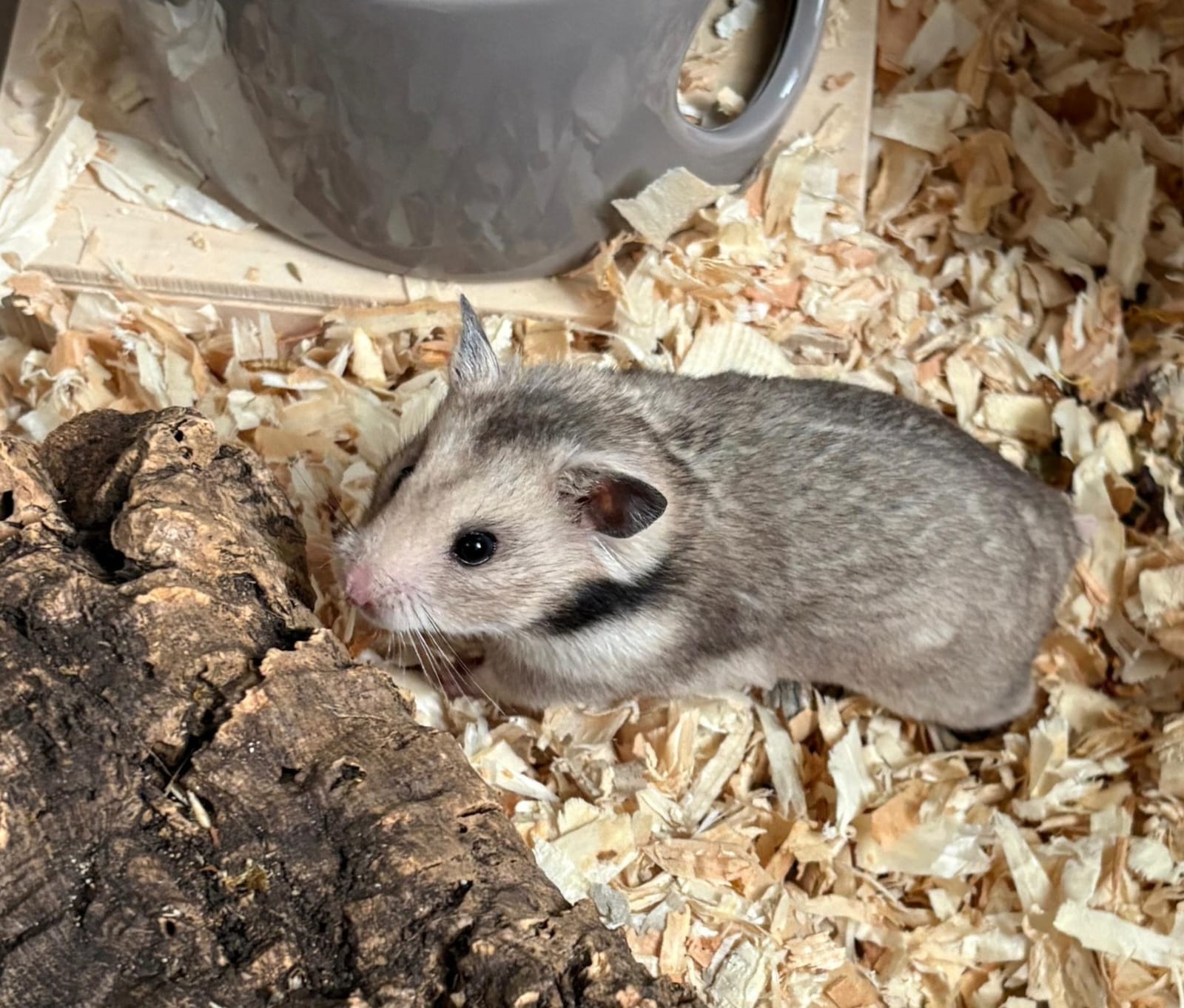 Wednesday - Hamsterhilfe Österreich
