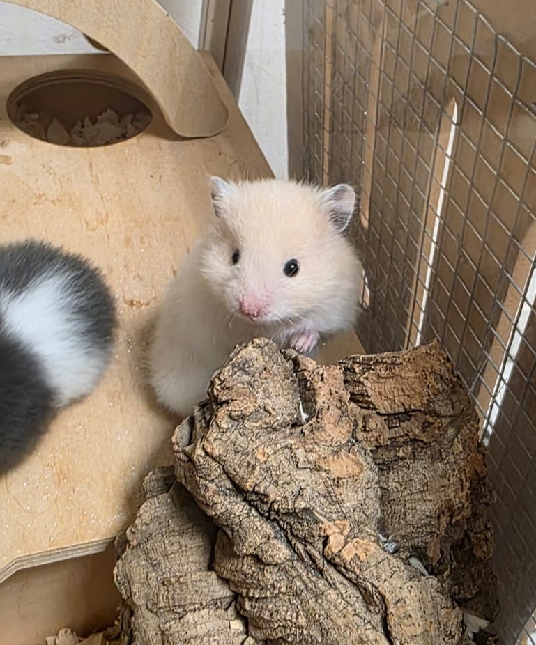 Bolaire - Hamsterhilfe Österreich